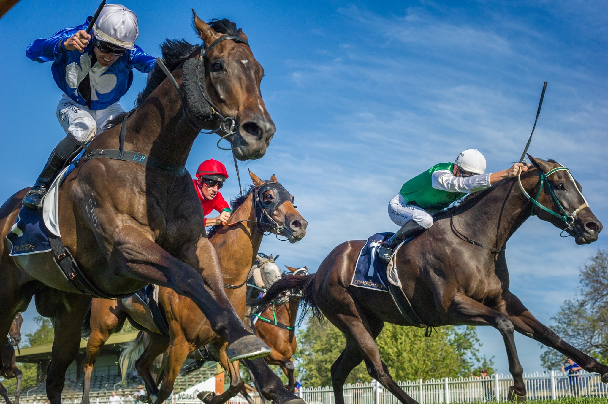 Two Big Fari - Muswellbrook's Wild Card Hope - Muswellbrook Race Club